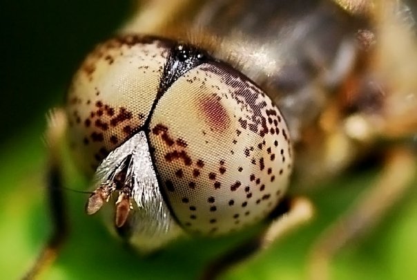 Daily Photos: The Fly Zoomed