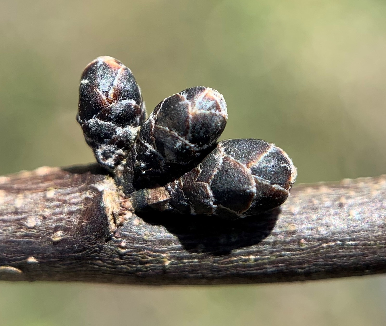 A Budding Naturalist