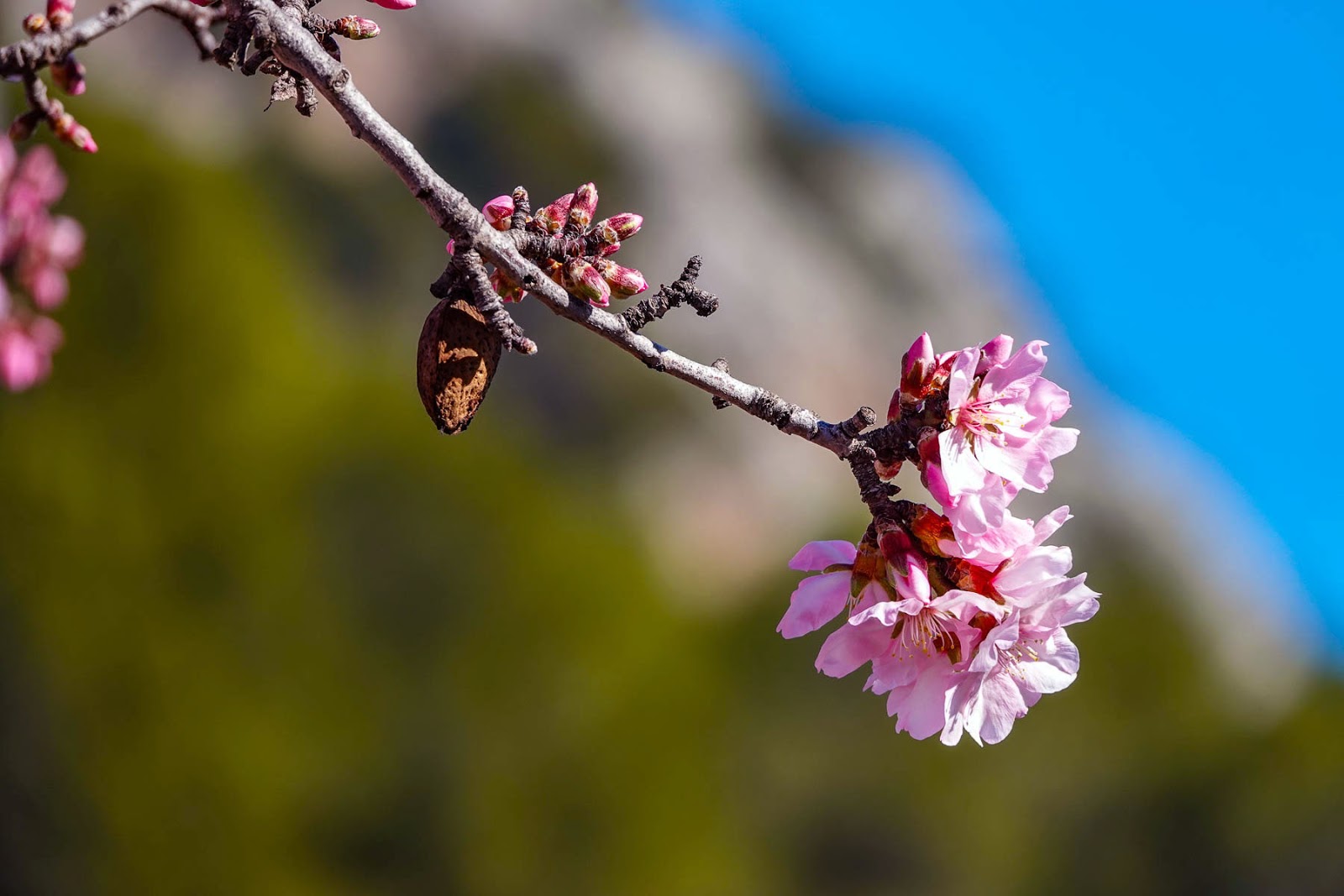 Chris Craggs - My Blog: Spring in Spain and memories of Dave Gregory