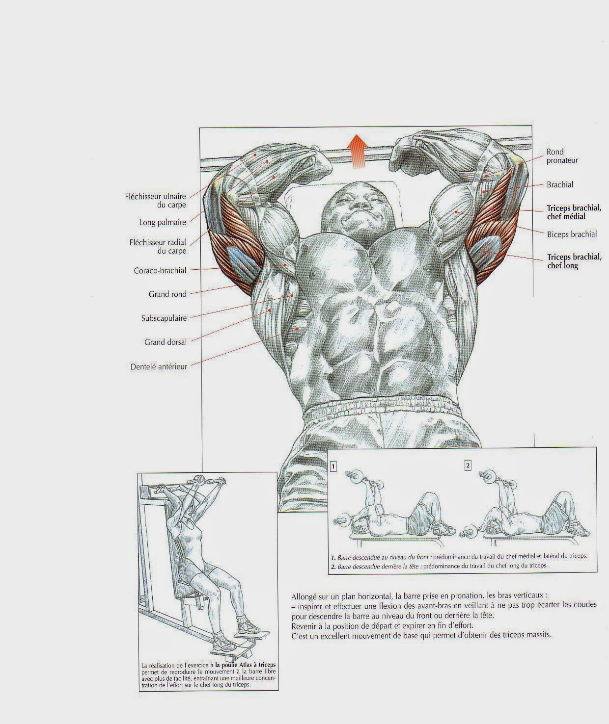 MUSCULATION: extension des avant-bras a la barre coucher sur banc