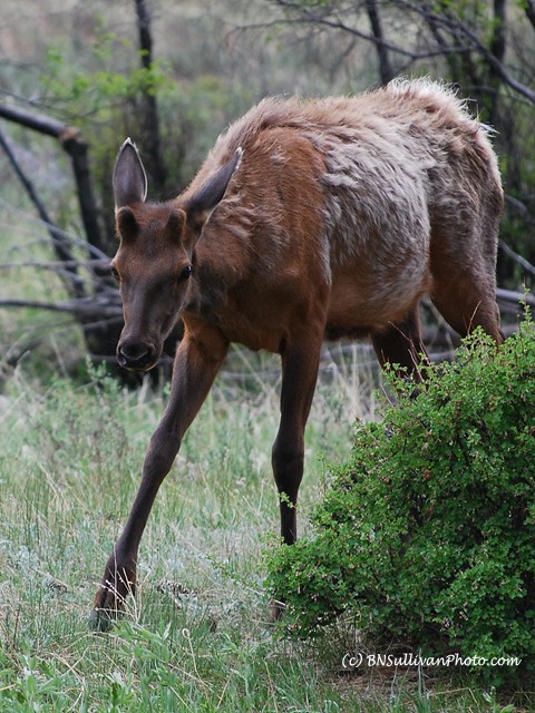 B N Sullivan Photography: Young Male Elk with 'Antler Buds'