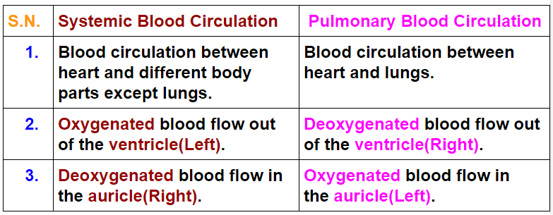 Differences between systemic blood circulation and pulmonary blood ...