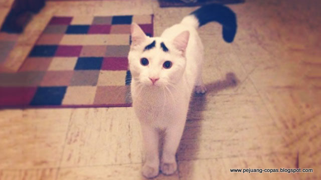 SAM, kucing yang punya alis! Haduh tambah gemmes ngeliatnya - Pejuang copas