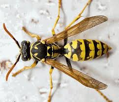 Hongos y clases de Insectos: Avispa