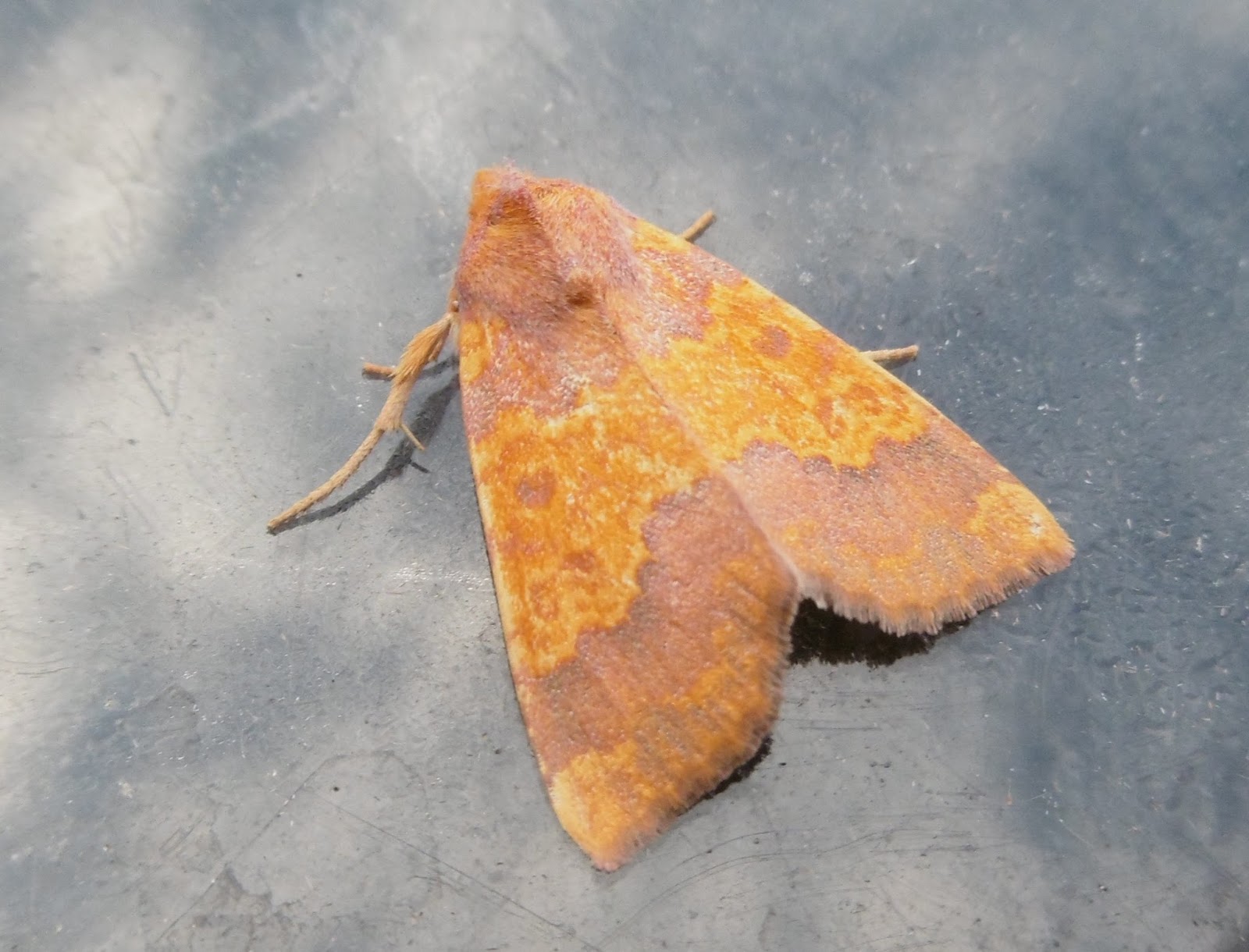 Martin's Moths: September 2016