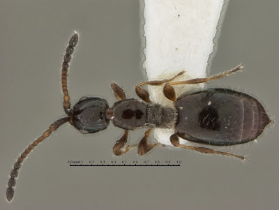 Variety of Life: Diapriidae