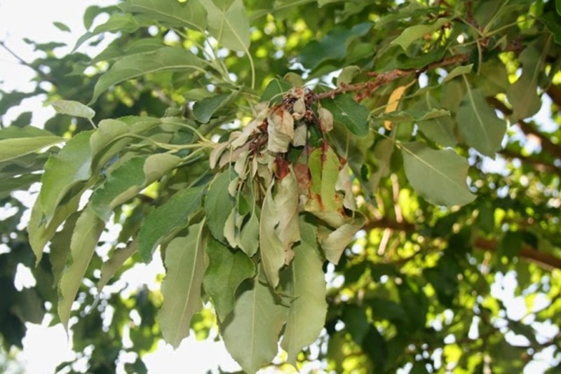 The Flower Bin: What to do if your tree has Fire Blight