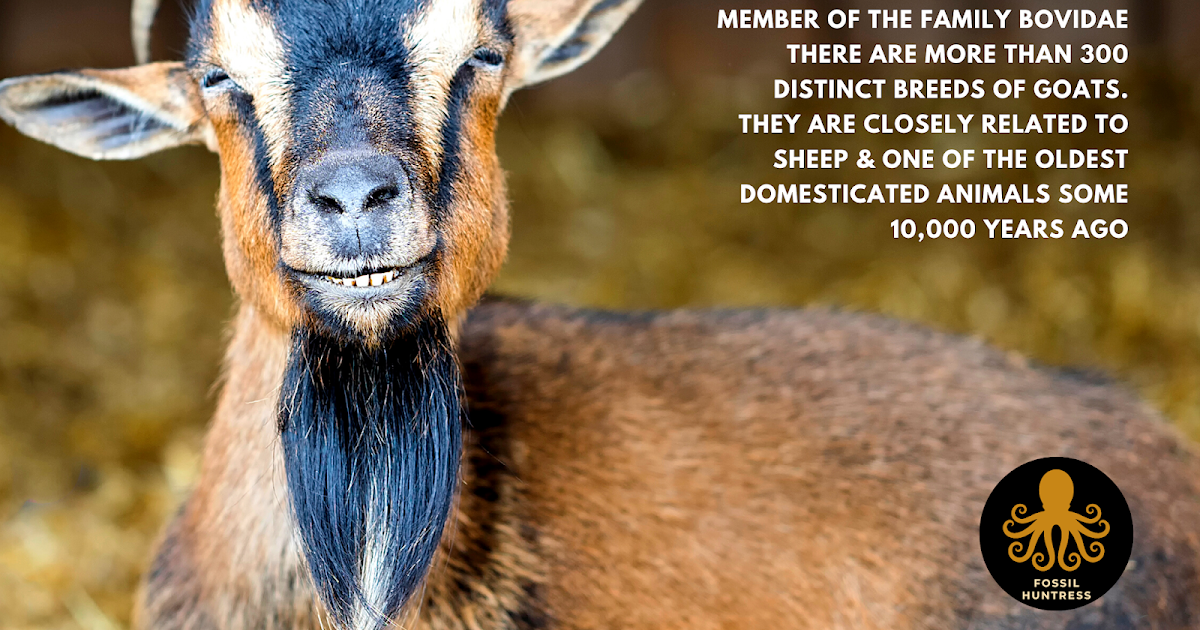 FOSSIL HUNTRESS: GOAT: CAPRA AEGACRUS HIRCUS