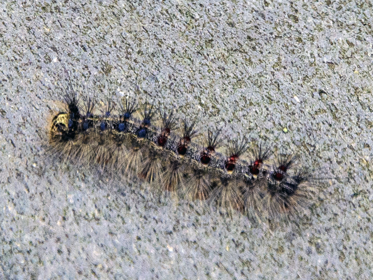 The Dreaded, Unwelcome Gypsy Moth - It's Here to Stay - Travels With Birds