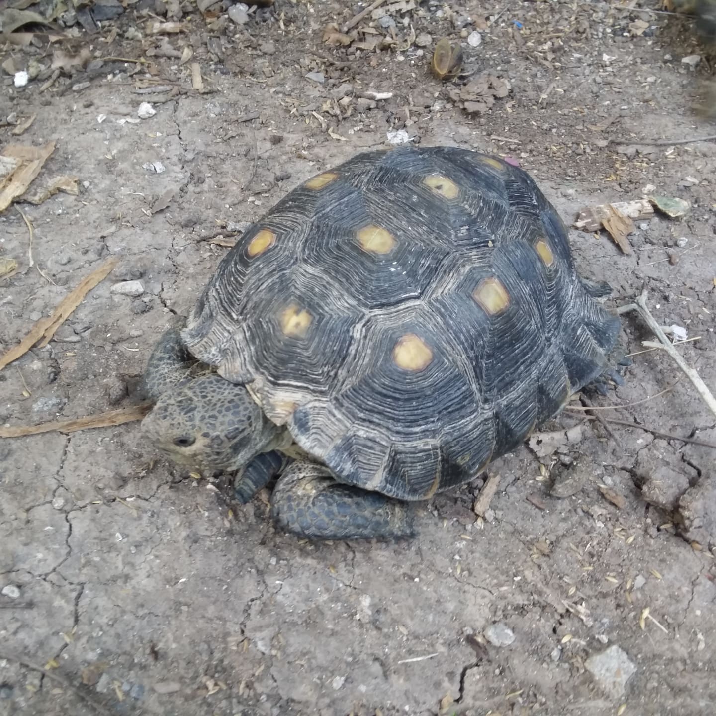 CRIADOR DE LA TORTUGA DE TIERRA,GOPEHRUS BERLANDIERI