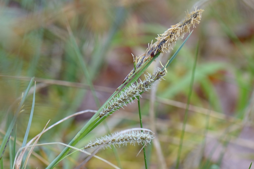 balade botanique: Laîche glauque