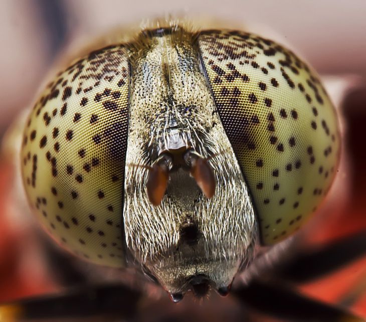 BEAUTY OF WILDLIFE: Real and Rare Photos Stock Of Insect Close Up Of ...