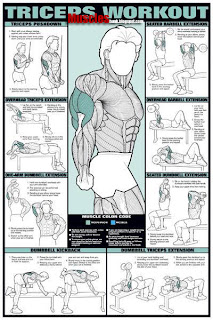 Best Exercise Chart | Bodybuilding and Fitness Zone