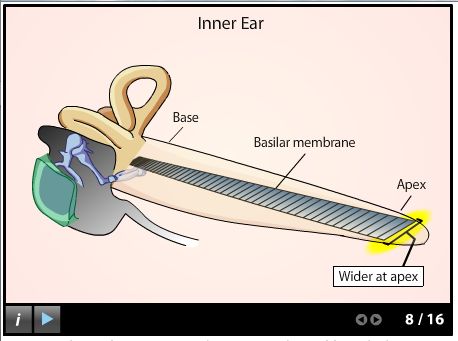 Mr. Cantor's AP Psychology Blog: Sensation - How the Ear works