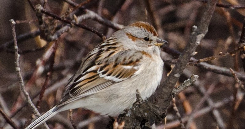 Prairie Nature: American Tree Sparrow: May Backyard Sparrows (2)