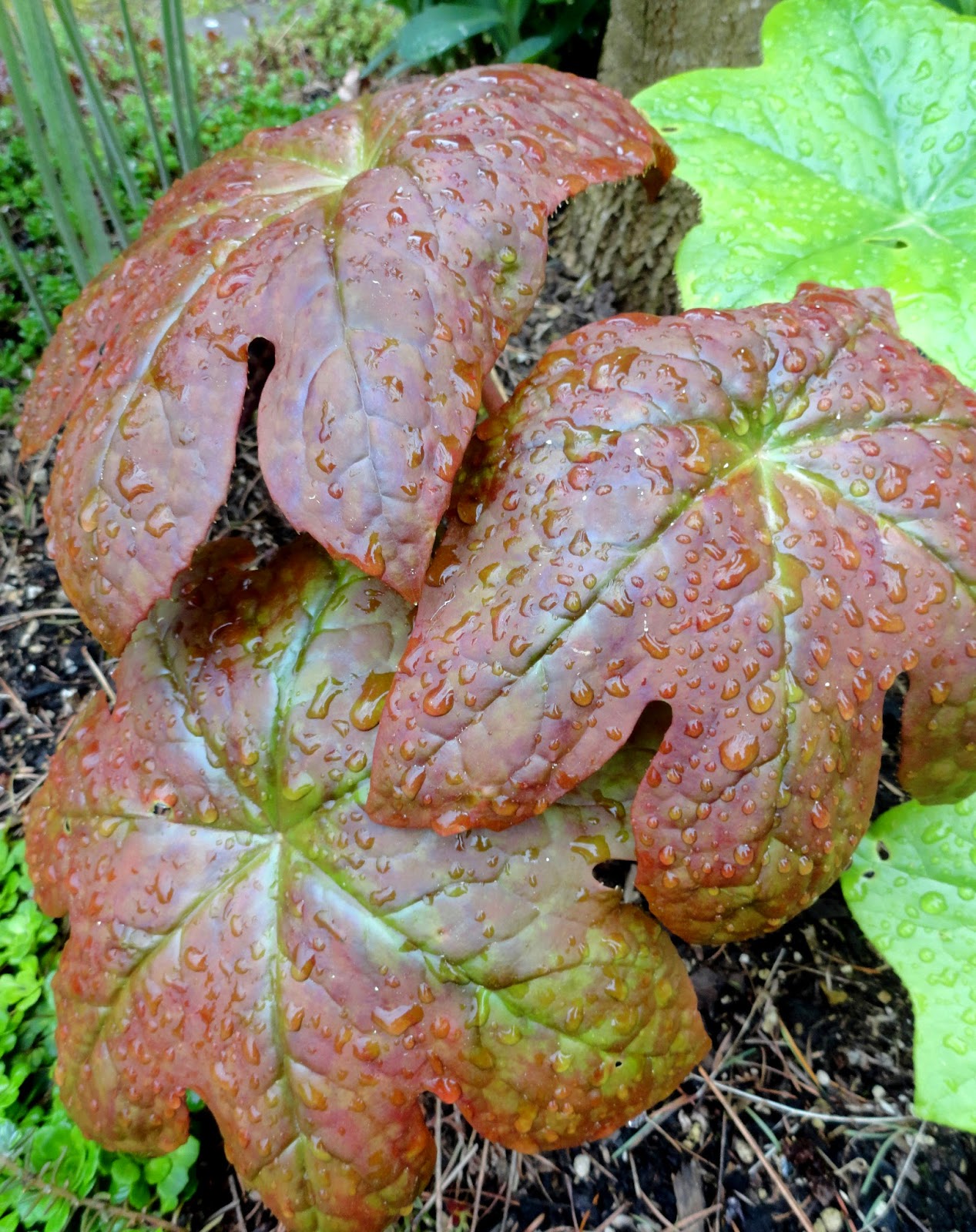 danger garden: Podophyllum pleianthum is my favorite plant in the ...