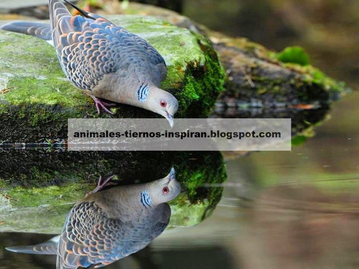 Animales Tiernos Inspiran: imagenes de animales lindos