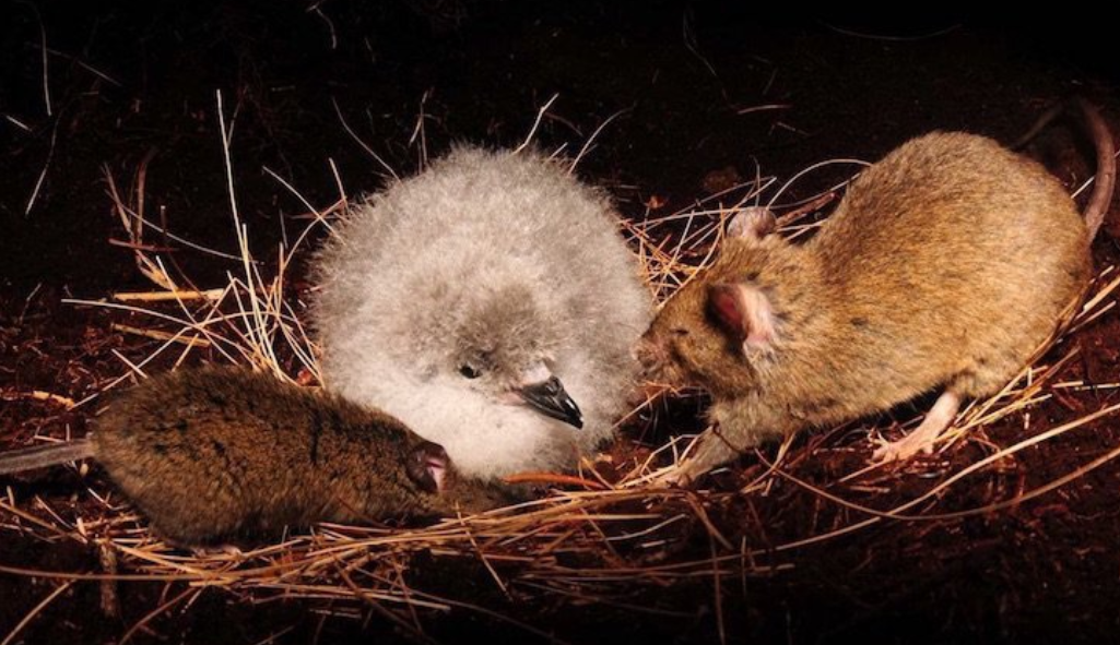 Insular Dwarfism and Gigantism: Gough Island Giant Mice