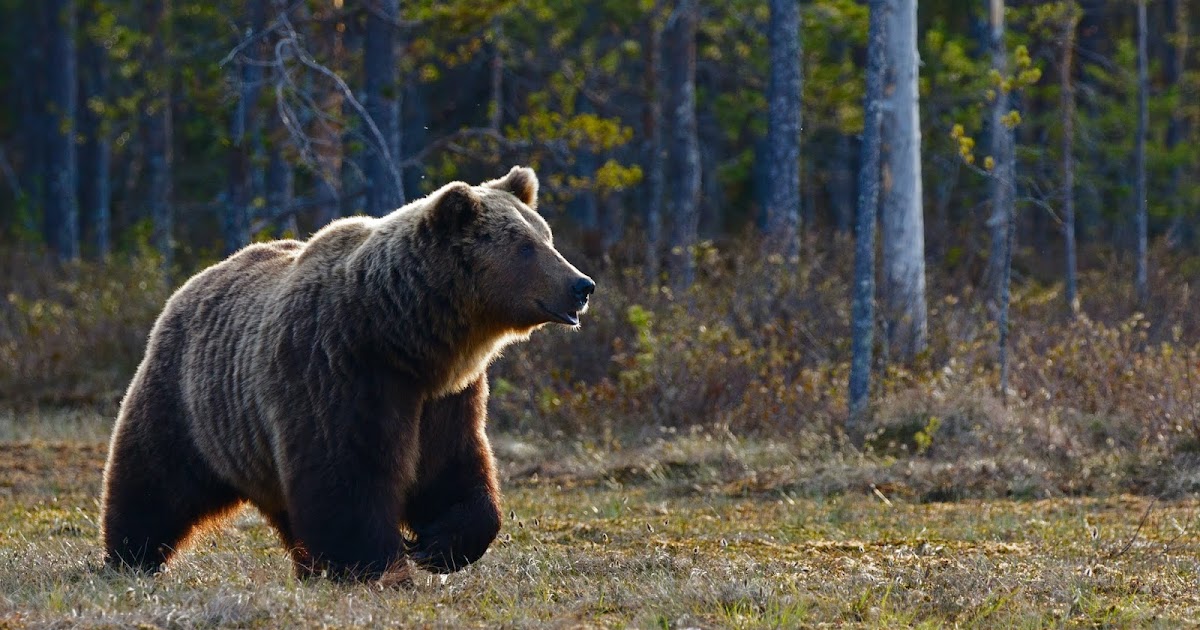 The Most Interesting Facts About Animals the-most-interesting-facts-about-animals