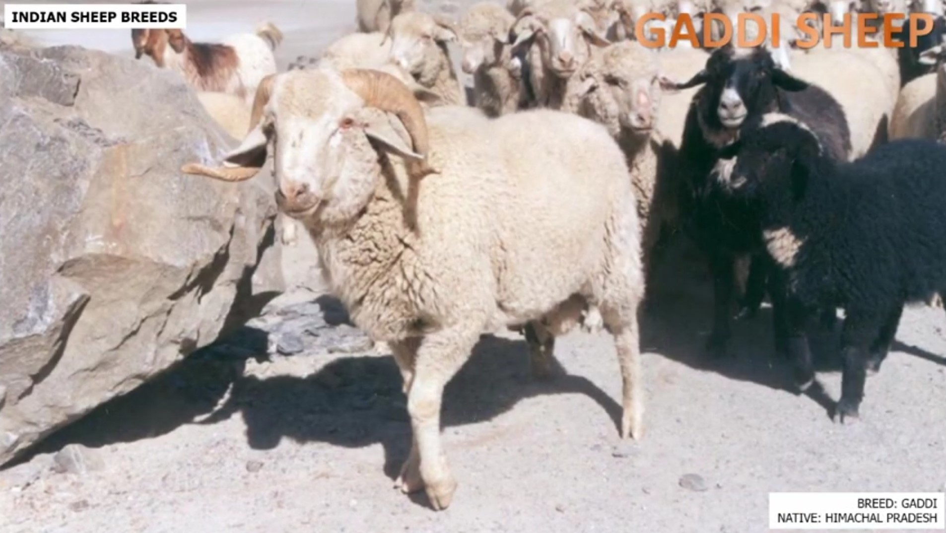 Most Popular Sheep Breeds of India