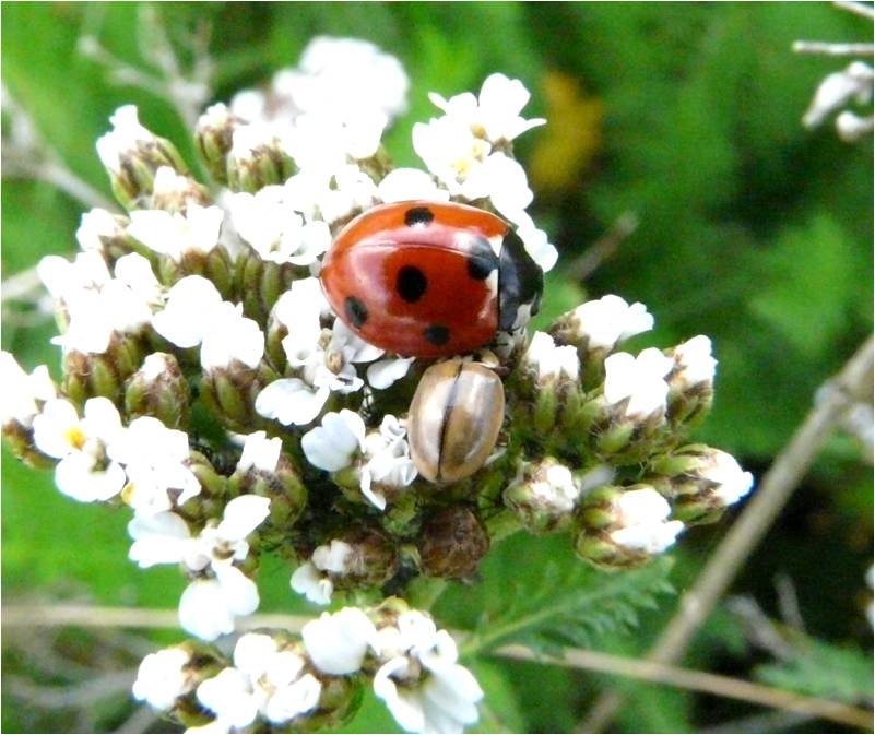 Insects of Scotland: Ladybirds