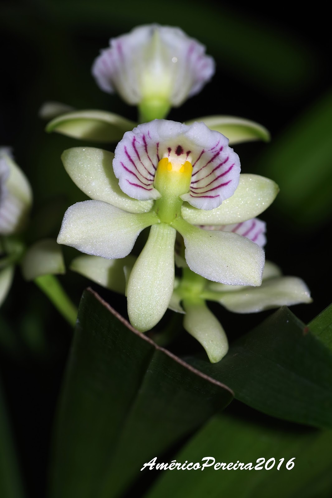 Orquídeas soltas: Prosthechea radiata