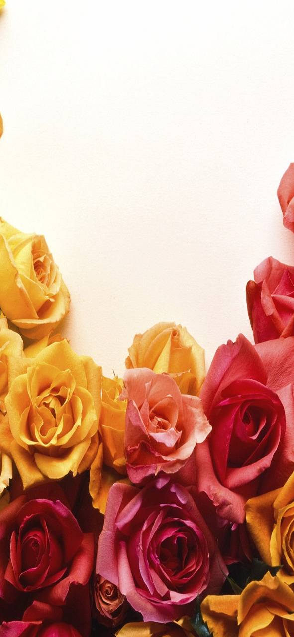 Juan Maldonado: The best Wallpapers and Screensaver of Roses