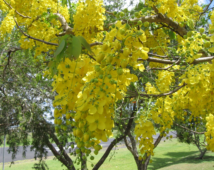 සේපාලිකා මල්: 90. ඇහැළ මල්