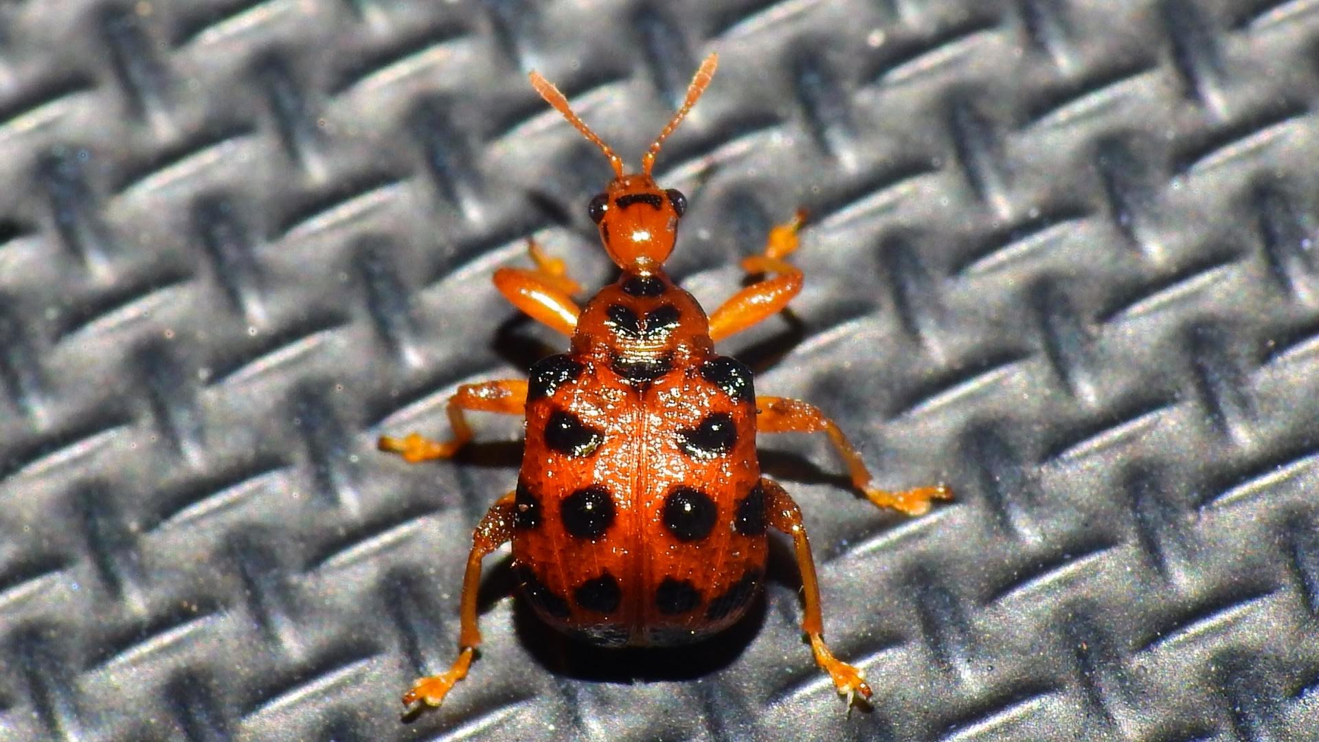 台灣-鳥類與昆蟲-自然觀察記錄: 黑點捲葉象鼻蟲 Agomadaranus pardaloides