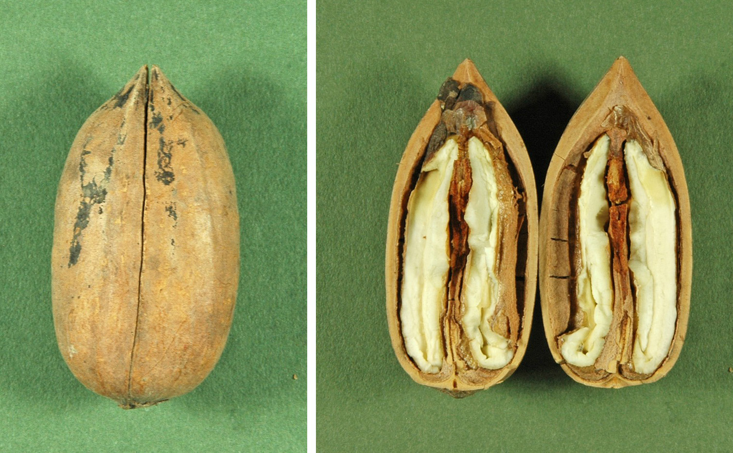 Northern Pecans: A split pecan shell can be a sign of trouble inside