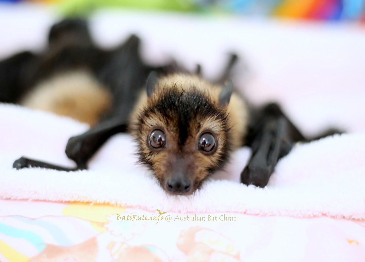 Rehab | Cairns Qld Megabat babies Spectacled in care, Pteropus ...