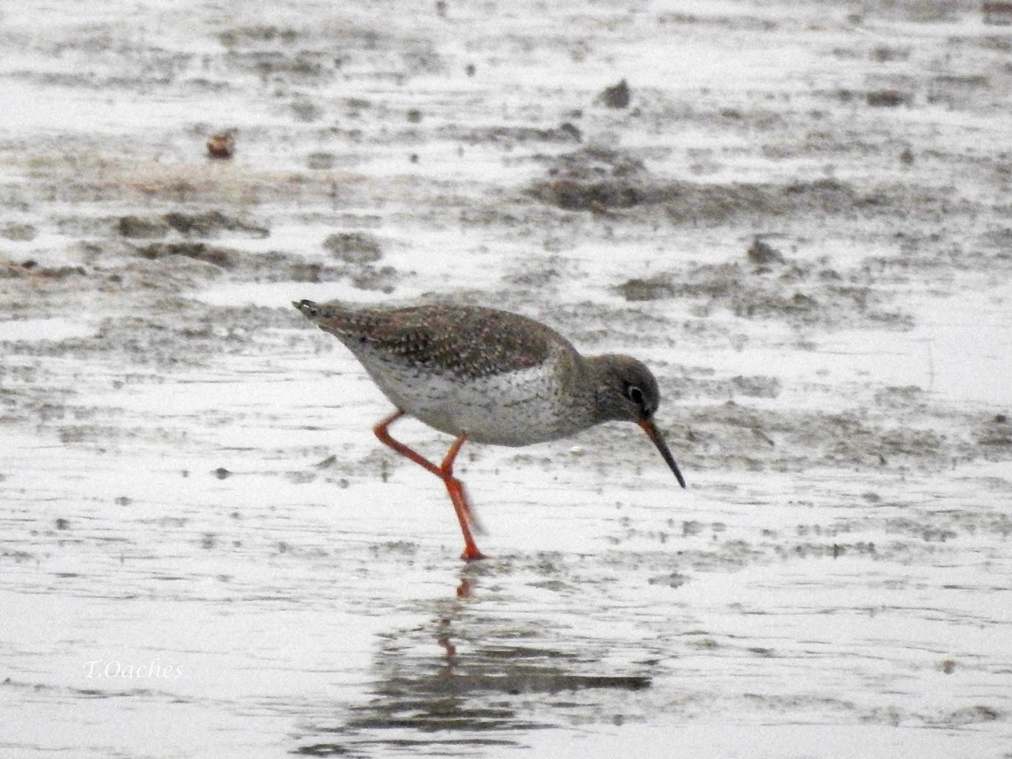 PASARI DIN ROMANIA: FLUIERAR CU PICIOARE ROSII, Tringa totanus