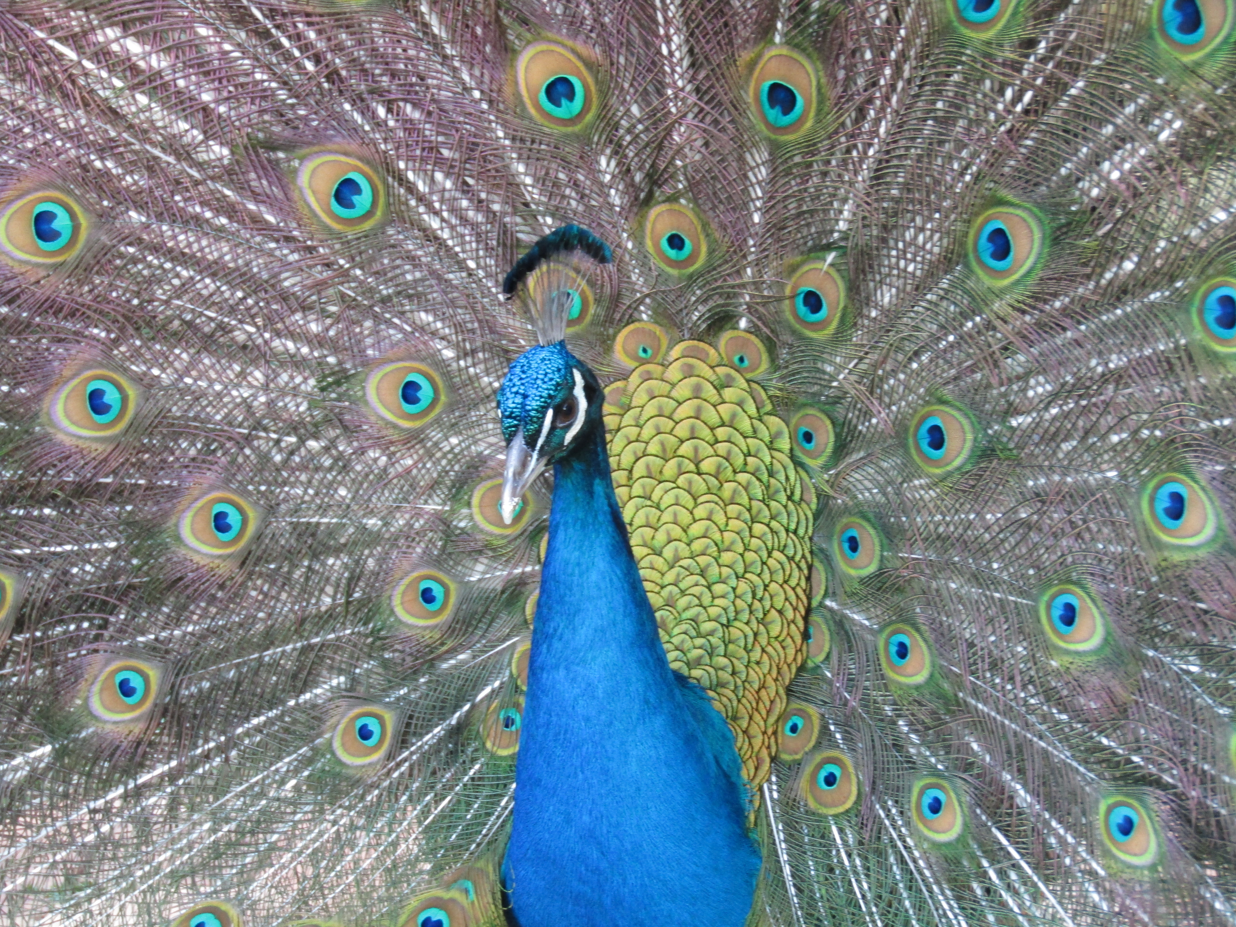 Birdlifesaving: 78. Our Peacock's Tail?