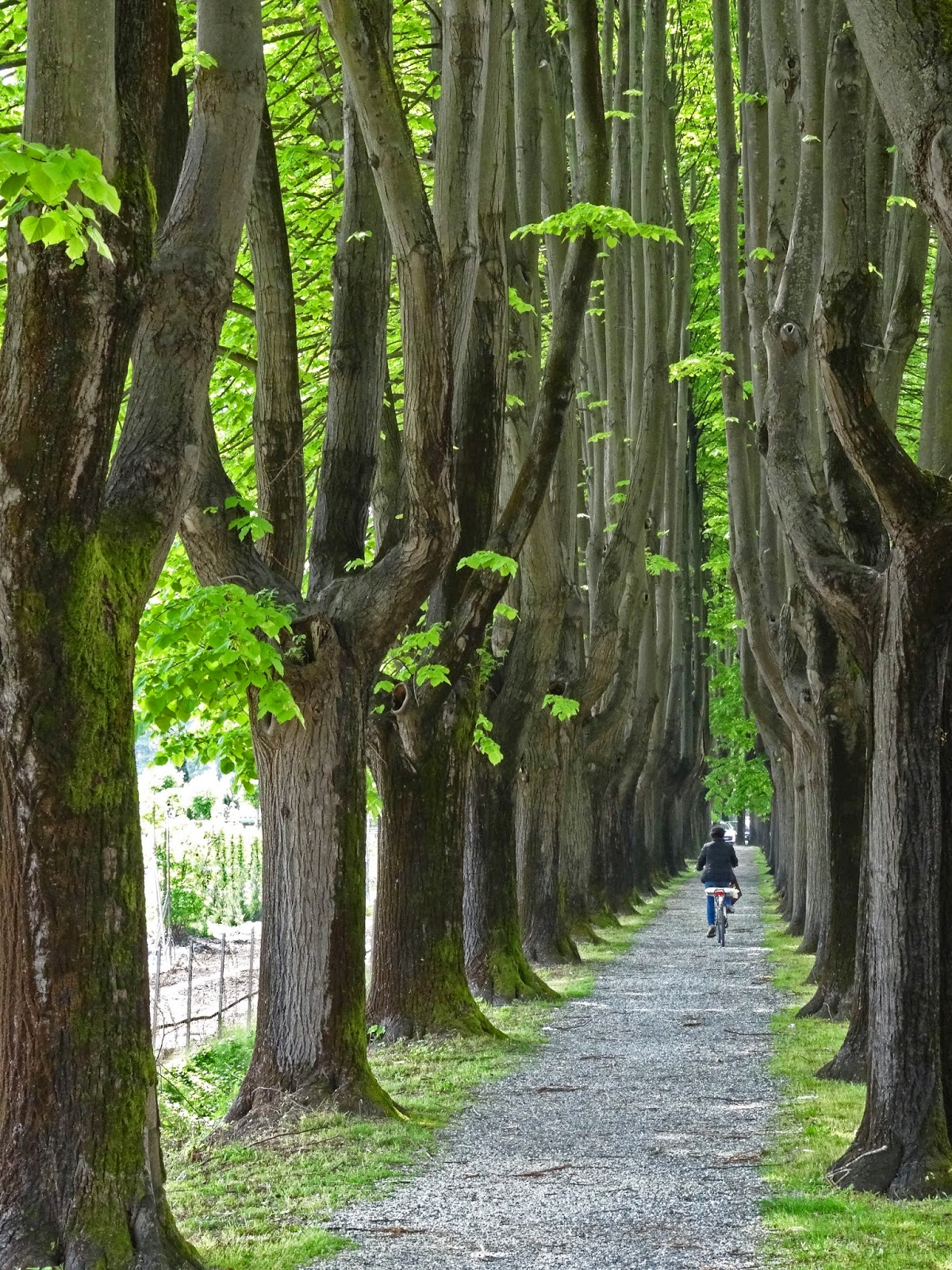 Joe's Retirement Blog: Trees, Lucca, Tuscany, Italy
