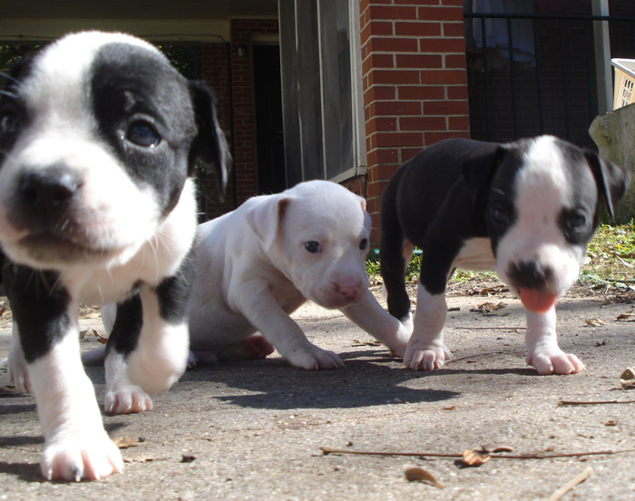 Raising Toot and Roxy: 5 weeks old pitbull puppies