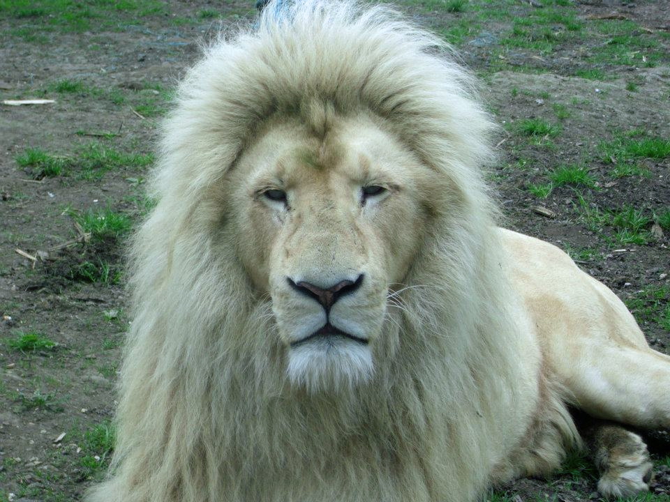 Beyaz Aslan Resimleri - Resimleri (İmages, Photos) Blog..