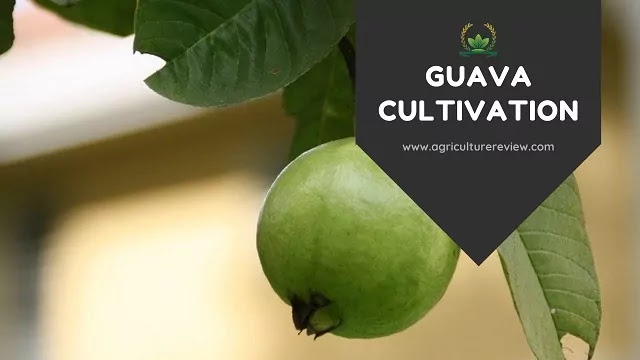 GUAVA CULTIVATION Guide By Agriculture Review Agriculture Review guava-cultivation-guide-by-agriculture-review-agriculture-review