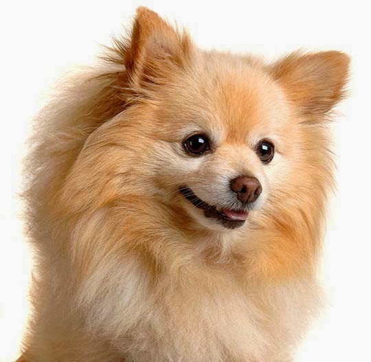 Traits of Dogs: Pomeranian