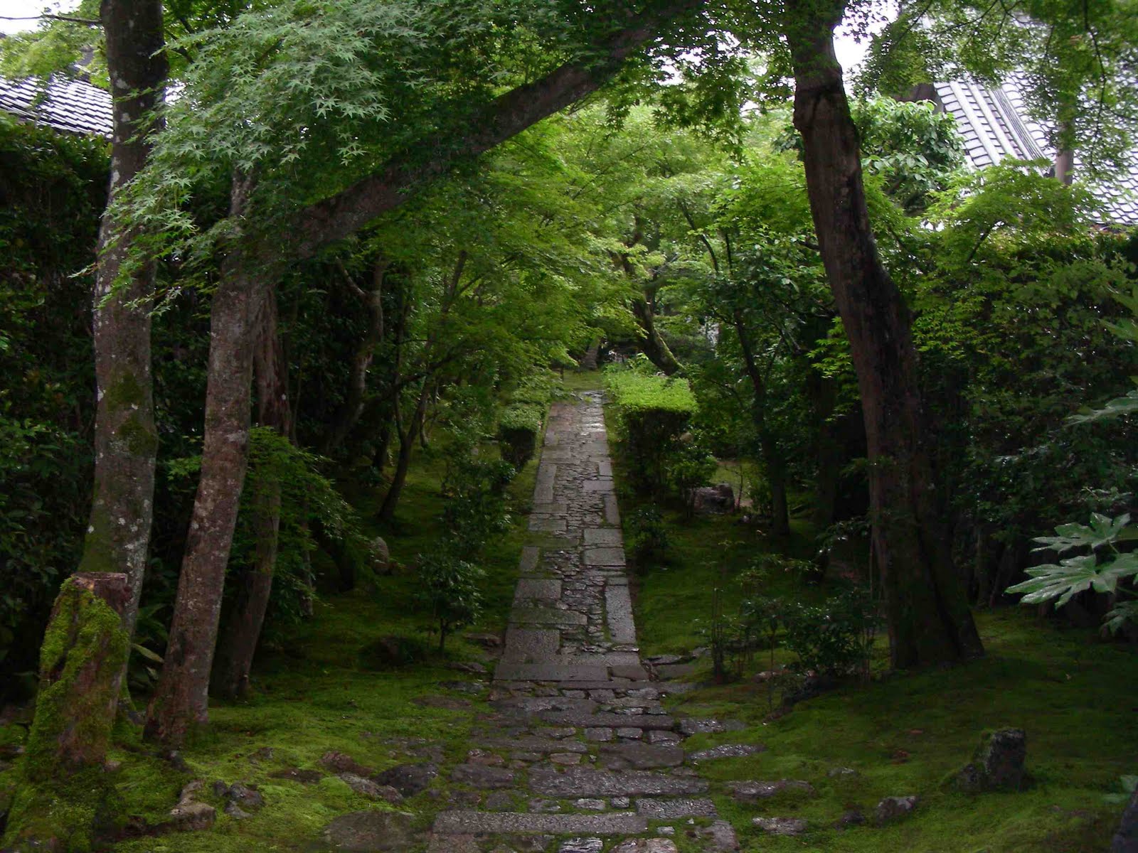Giant In Japan: Kyoto in the Rain