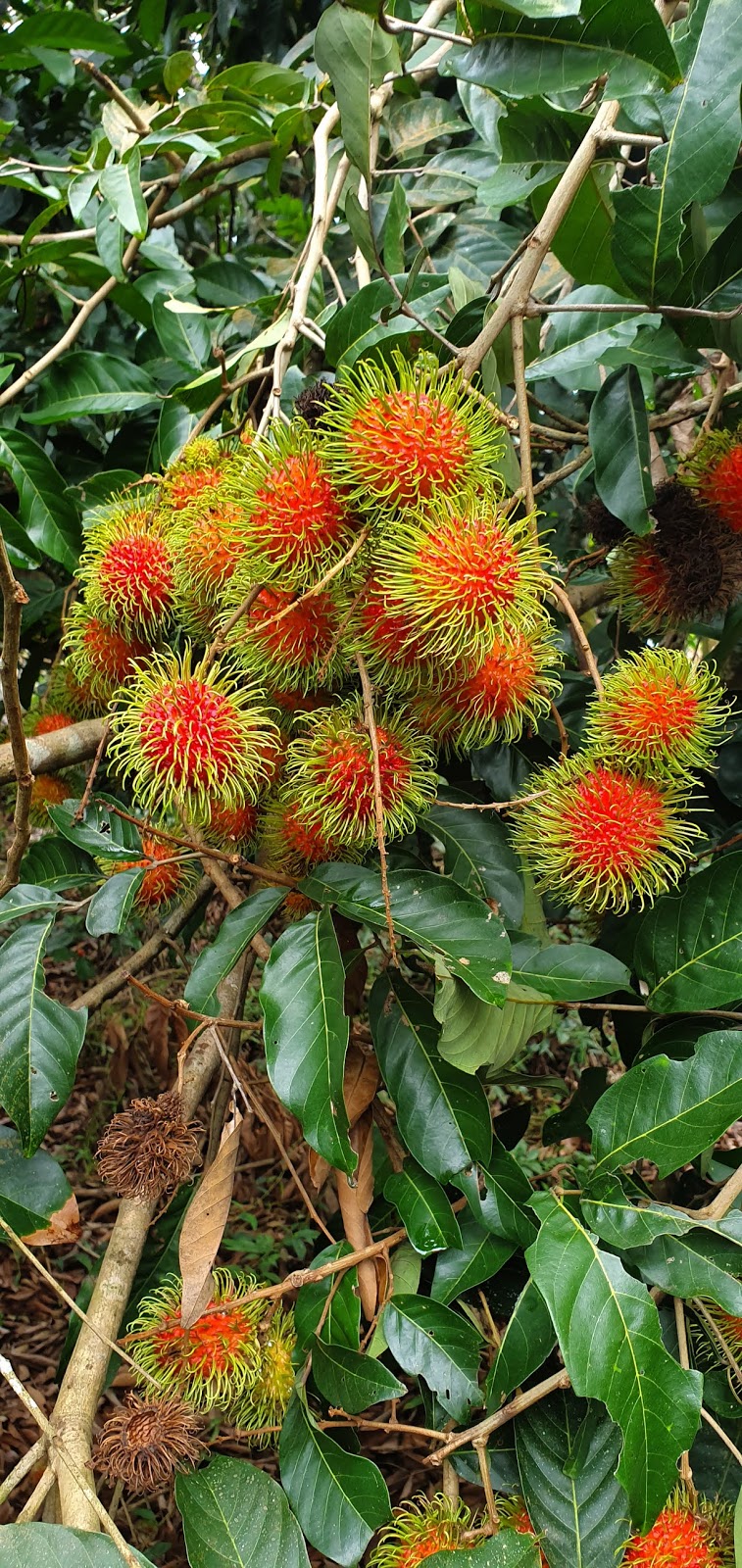 Warisan Petani: Buah Rambutan Jarum Emas Hampir Matang