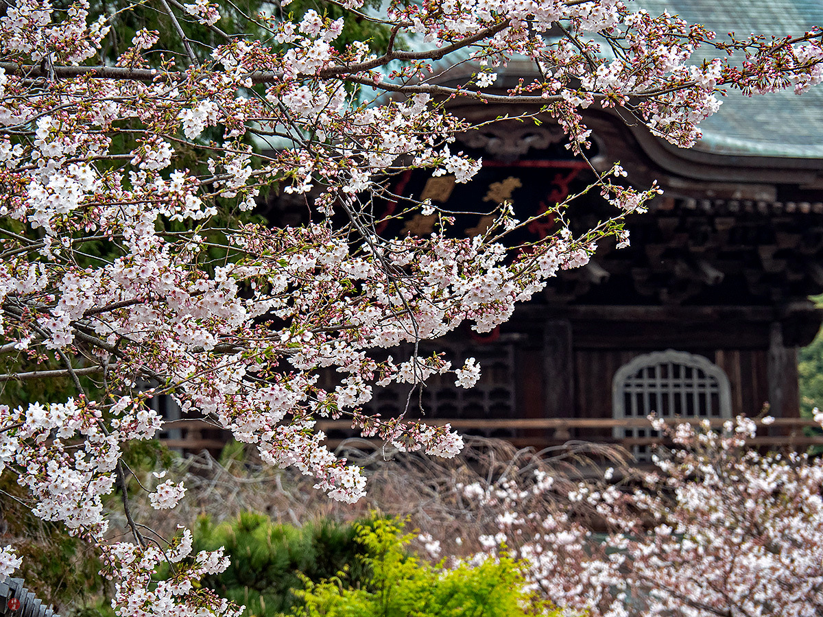 FROM THE GARDEN OF ZEN: Somei-yoshino (Cerasus ×yedoensis) sakura ...