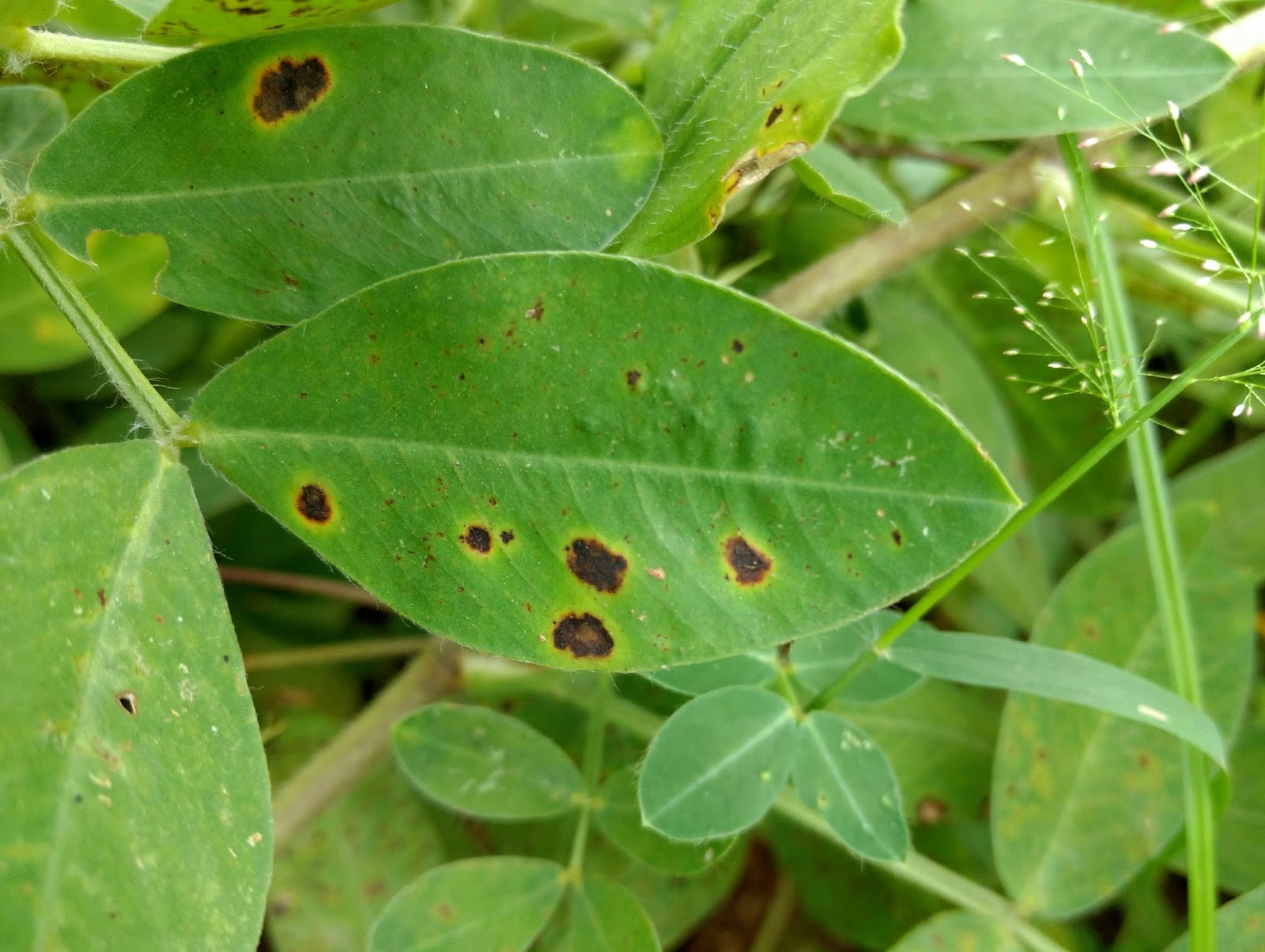 ID BuDDy: PLANT PATHOLOGY :- Disease of Field Crops and Their Management