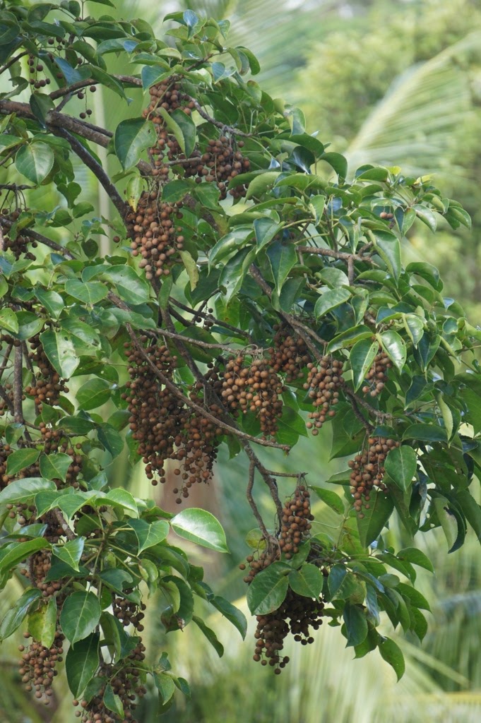 OUR PHILIPPINE TREES: The Silent Forest