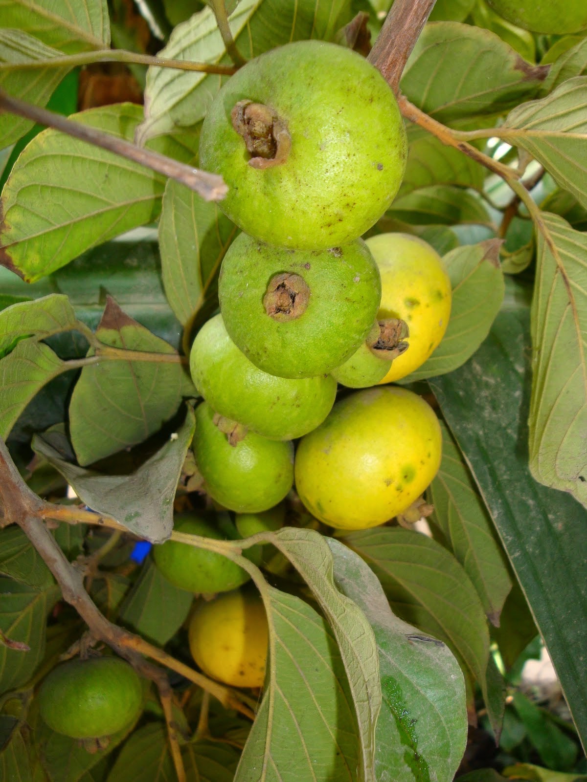 CHAMBA...FRUTA EXOTICA DE LA REGION DE LENGUPA