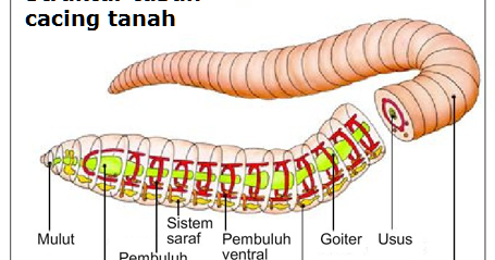 Gimana Cara Cacing Makan?