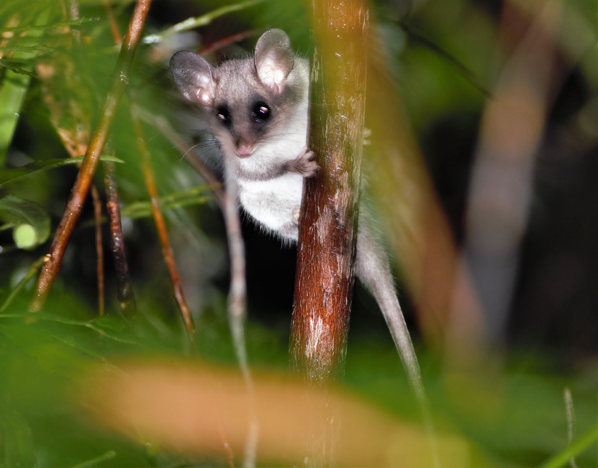 sunshinecoastbirds: Tasmania: Quolls, Potoroos, Golden Brushtail ...