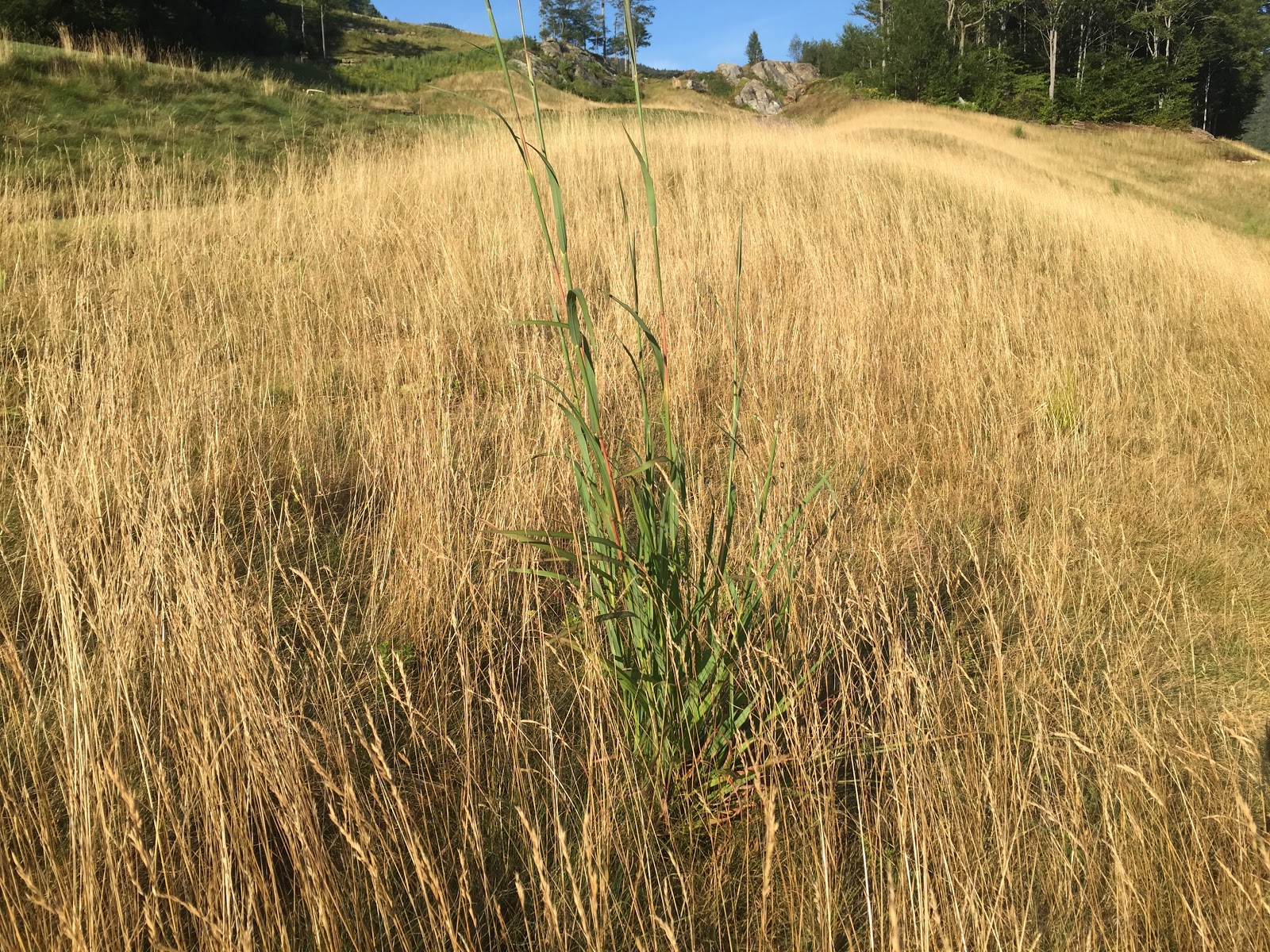 Stowe Mountain Club and Stowe Country Club Turf Blog: Pure Stands