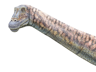 Fundacion Dinosaurios Cyl: Arackar licanantay: UN NUEVO DINOSAURIO PARA ...