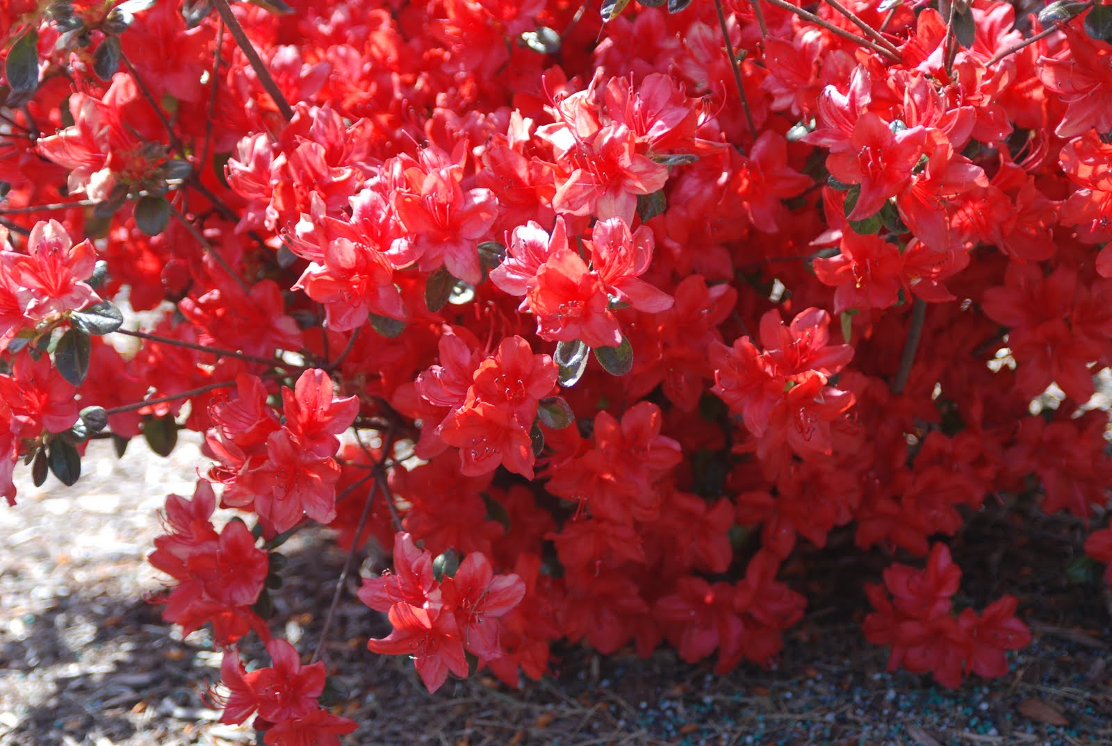 Kyle Gretchen Jack & Molly: Our red azaleas...