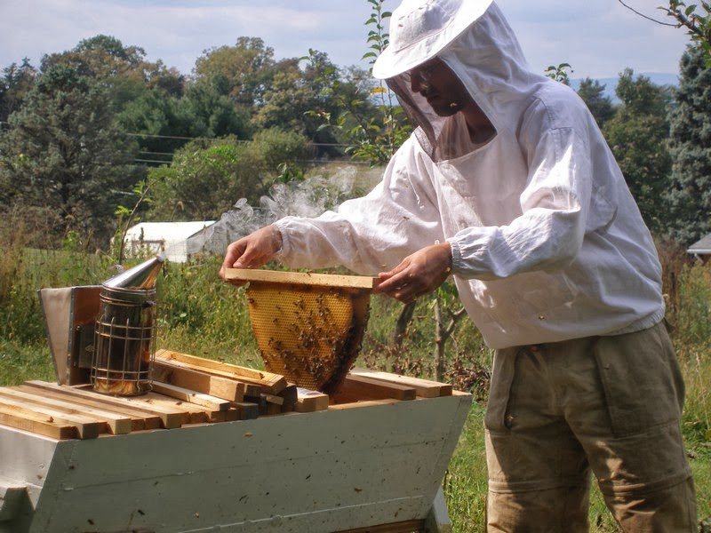 Thy Hand Hath Provided: Late Summer/Fall Beekeeping